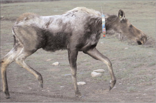 Colorado moose population to get boost | AspenTimes.com